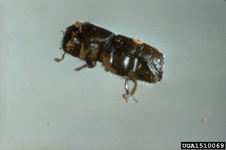 small southern pine engraver (Ips avulsus (Eichhoff, 1868))