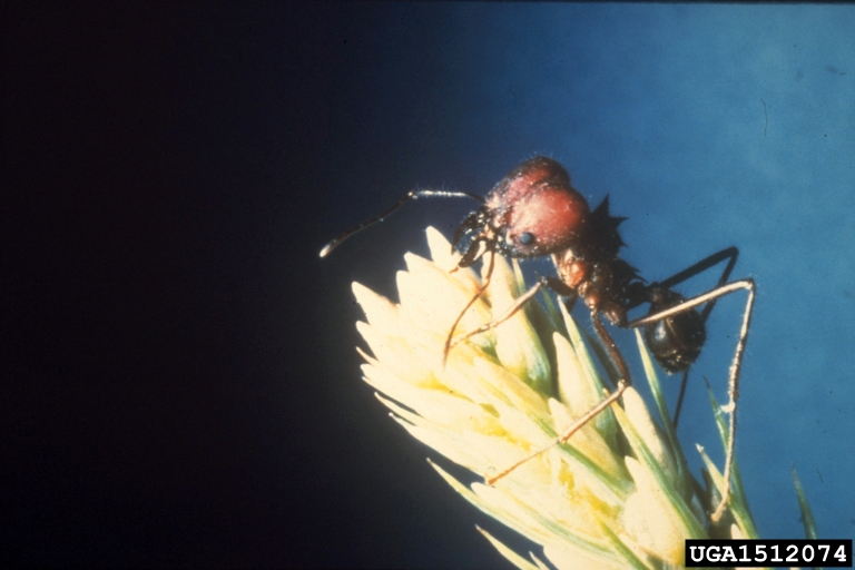 Texas leaf-cutter ant (Atta texana)
