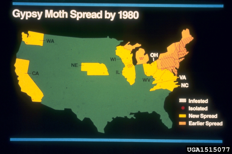 spongy moth (formerly gypsy moth) (Lymantria dispar)