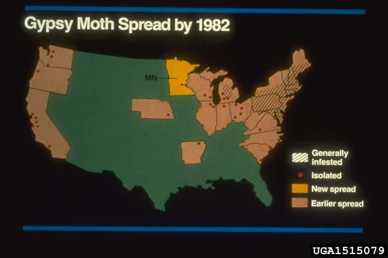 spongy moth (formerly gypsy moth) (Lymantria dispar)