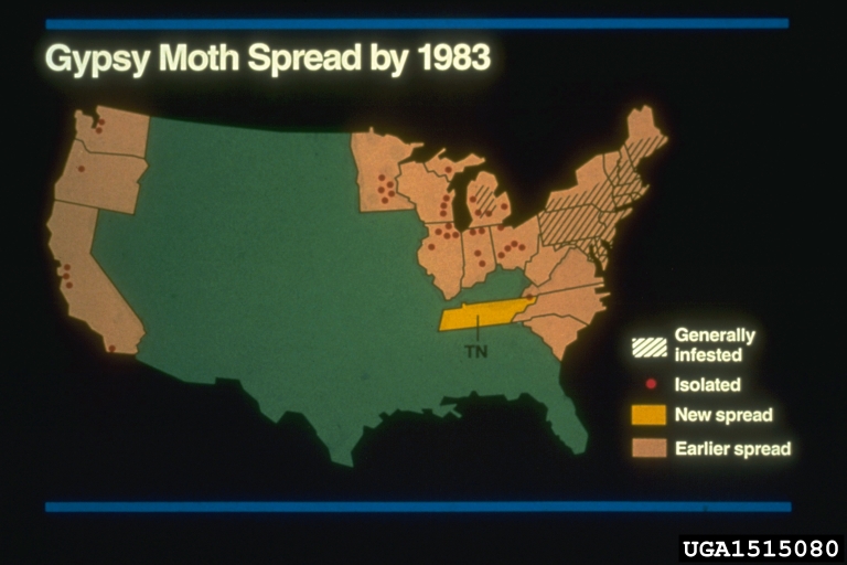 spongy moth (formerly gypsy moth) (Lymantria dispar (Linnaeus))
