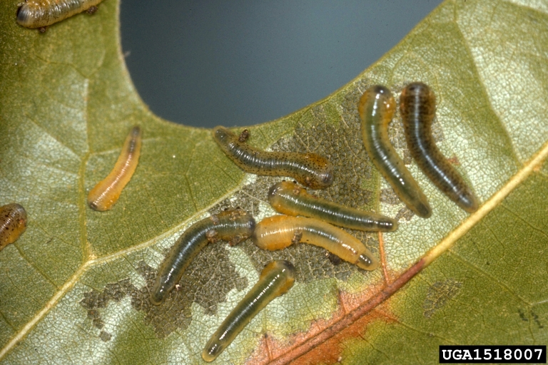 oak slug sawfly (Caliroa annulipes)