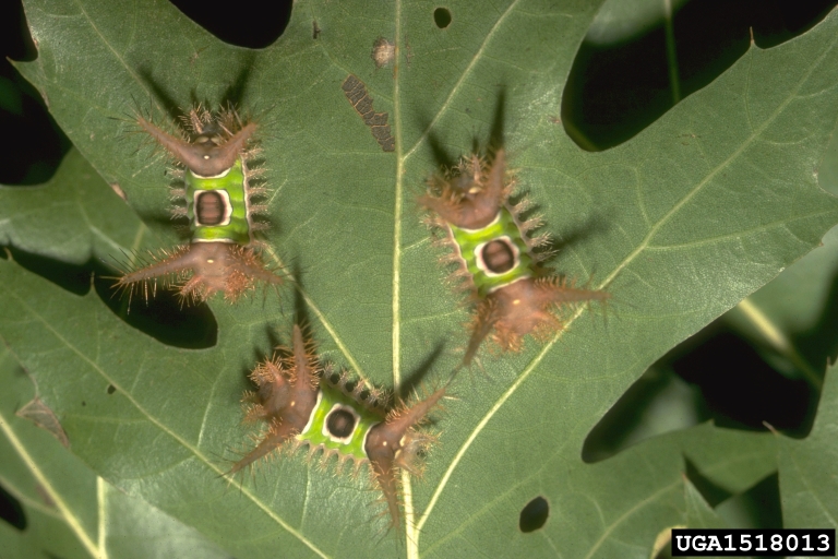 saddleback caterpillar (Acharia stimulea)