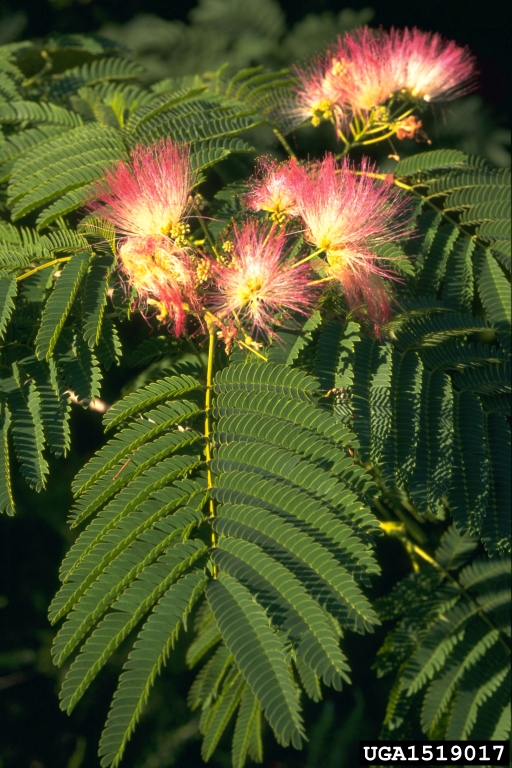 mimosa (Albizia julibrissin Durazz.)