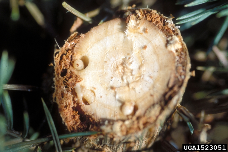 white pine weevil, Pissodes strobi (Coleoptera: Curculionidae) - 1523051