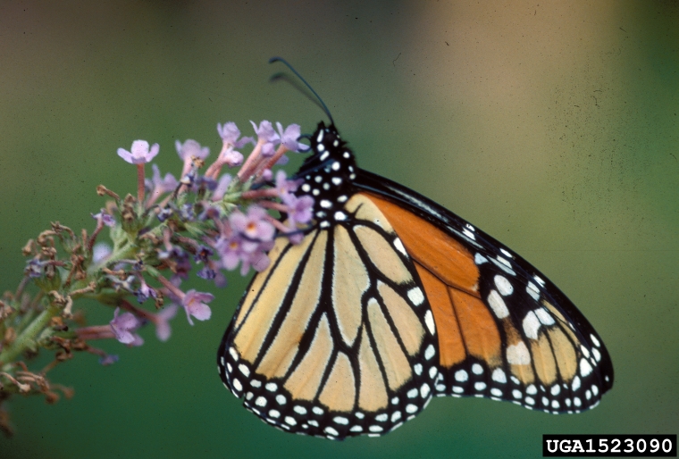 monarch butterfly (Danaus plexippus (Linnaeus))