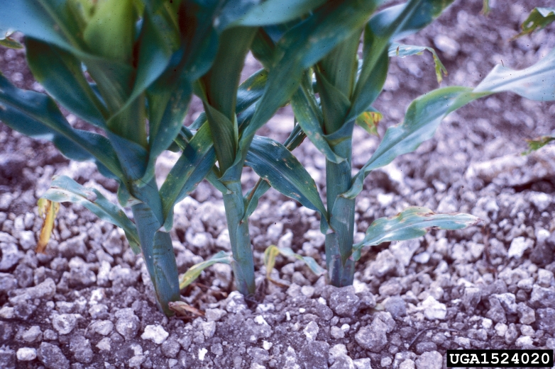 southern corn leaf blight and stalk rot (Bipolaris maydis (Y. Nisik ...