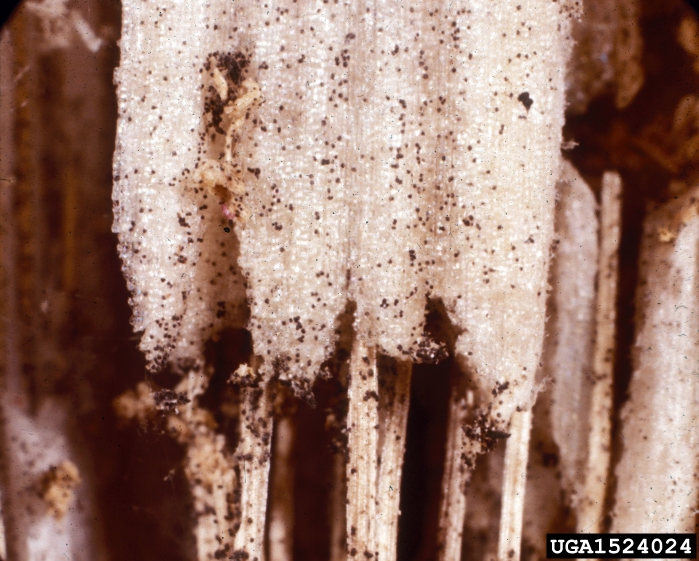 charcoal rot (Macrophomina phaseolina (Tassi) Goidanich)