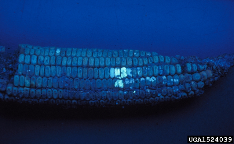 Aspergillus ear and kernel rot (Aspergillus flavus ) on corn (Zea mays ...