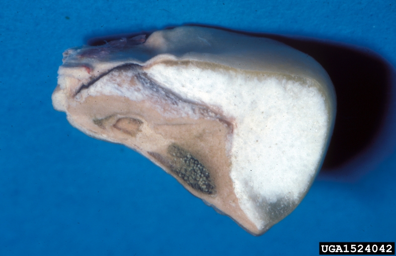 Aspergillus ear and kernel rot (Aspergillus flavus Link)