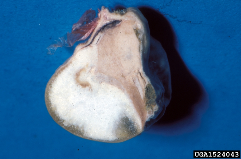 Aspergillus ear and kernel rot (Aspergillus flavus Link)