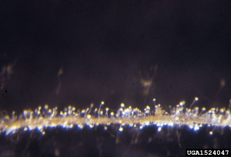 Aspergillus ear and kernel rot (Aspergillus flavus ) on corn (Zea mays ...
