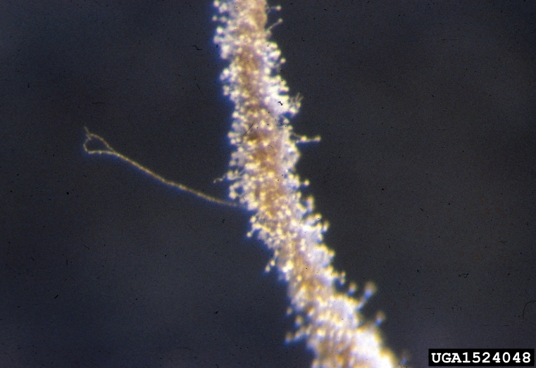 Aspergillus ear and kernel rot (Aspergillus flavus)