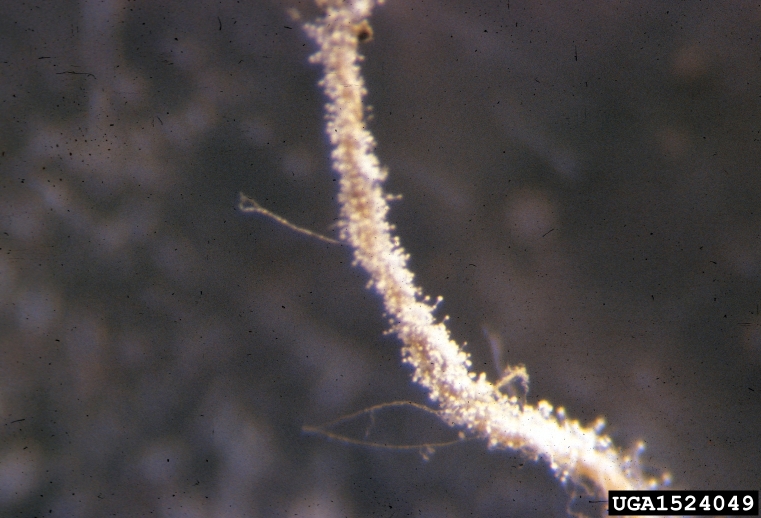 Aspergillus ear and kernel rot (Aspergillus flavus)