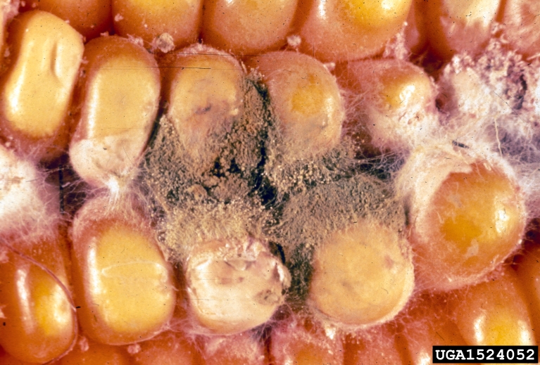 Aspergillus ear and kernel rot (Aspergillus flavus)