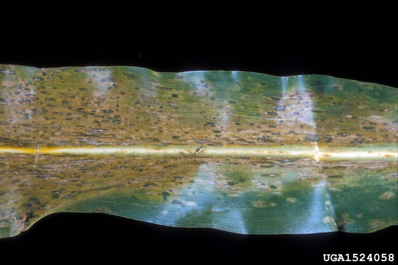 Southern corn rust (Puccinia polysora Underw.)