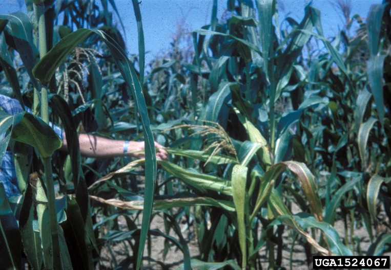 Corn stunt (Spiroplasma kunkelii)