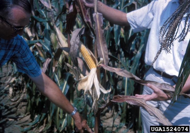 Corn stunt (Spiroplasma kunkelii)