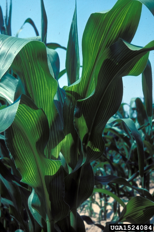 stubby root nematode (Paratrichodorus minor)