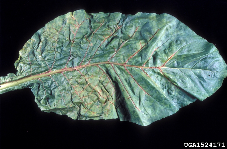 potato virus Y (PVY) (Potyvirus Potato virus Y)