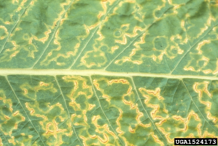 tobacco ringspot virus (TRSV) (Nepovirus Tobacco ringspot virus)