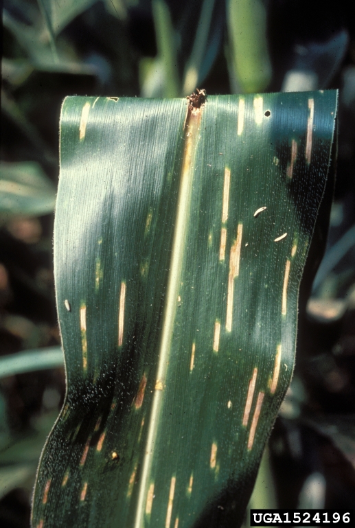 Gray leaf spot (Cercospora zeae-maydis)