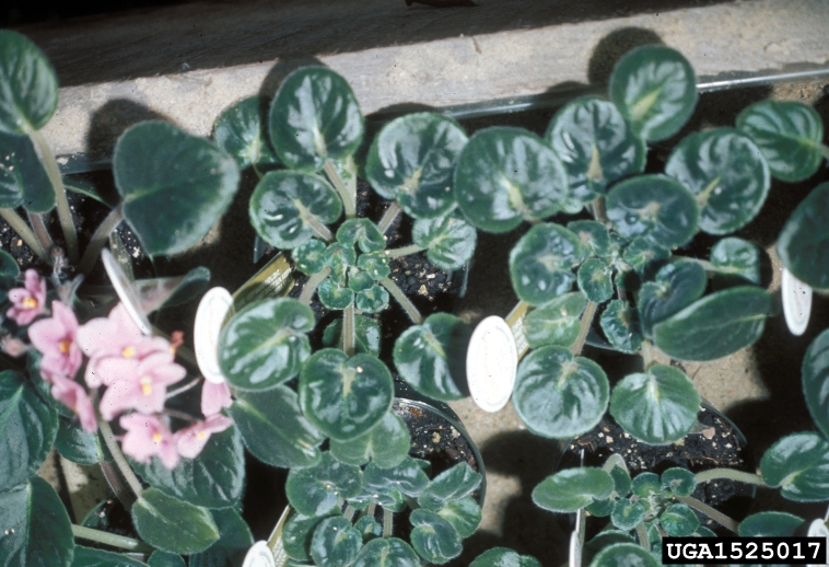 foliar nematodes (Genus Aphelenchoides Fischer, 1894)