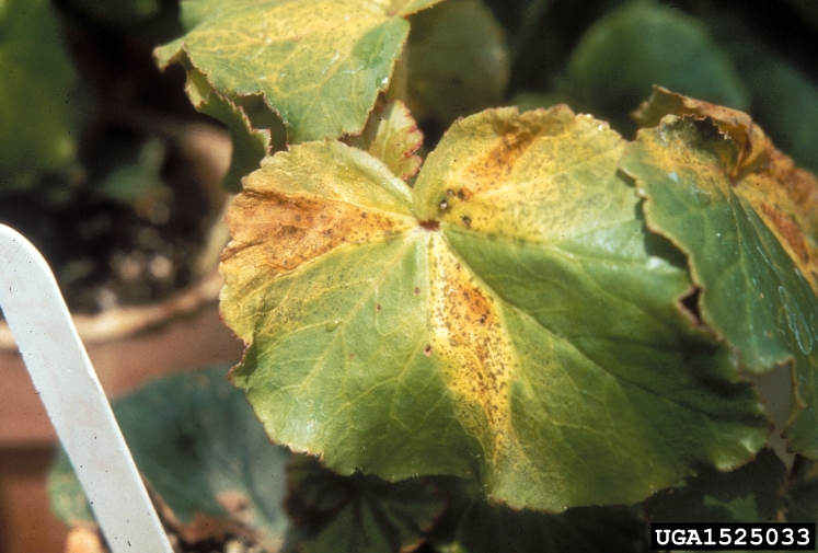 bacterial spot (Genus Xanthomonas)