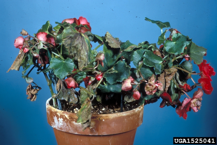 bacterial leaf spot of begonia, bacterial wilt of begonias (Xanthomonas ...