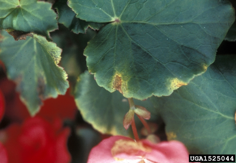 bacterial leaf spot of begonias,bacterial wilt of begonias (Xanthomonas ...