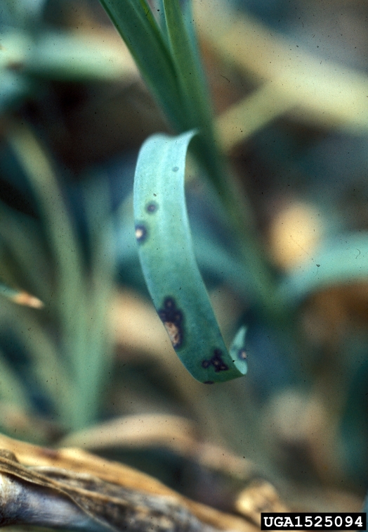 Alternaria blight (Alternaria dianthicola)
