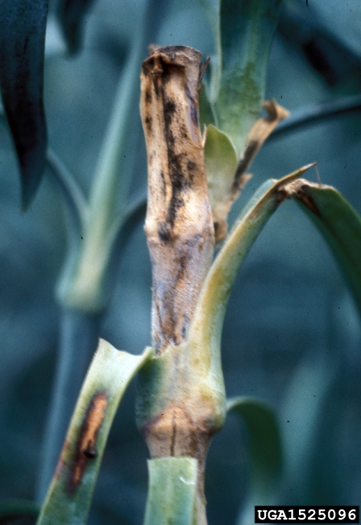 Alternaria blight (Alternaria dianthicola)