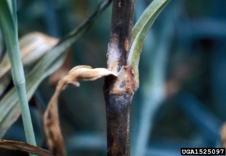 Alternaria blight (Alternaria dianthicola Neerg.)