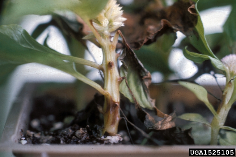 gray molds (Genus Botrytis P. Mich. ex. Pers.)