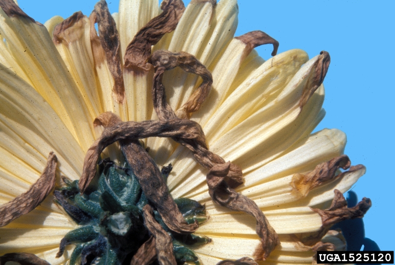 gray mold (Botrytis cinerea Pers.:Fr)