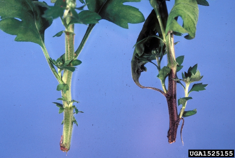 Fusarium wilts, blights, rots and damping-off (Genus Fusarium Link)