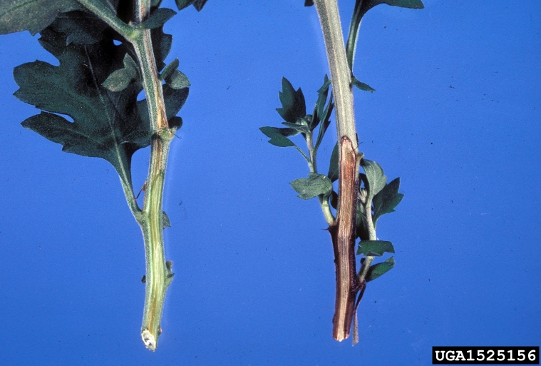 Fusarium wilts, blights, rots and damping-off (Genus Fusarium Link)