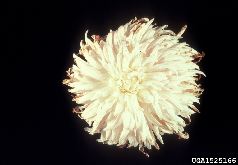 Ascochyta fungi (Genus Ascochyta)