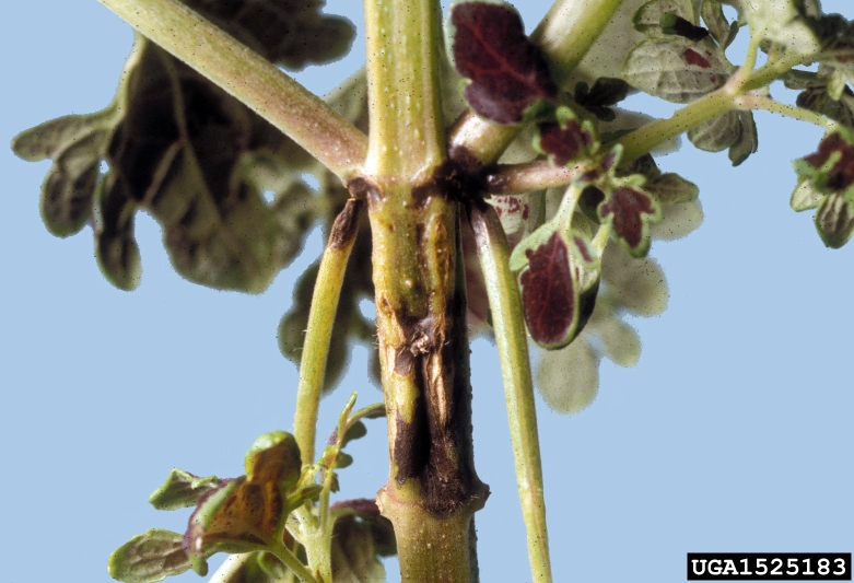 impatiens necrotic spot virus (INSV) (Orthotospovirus ...