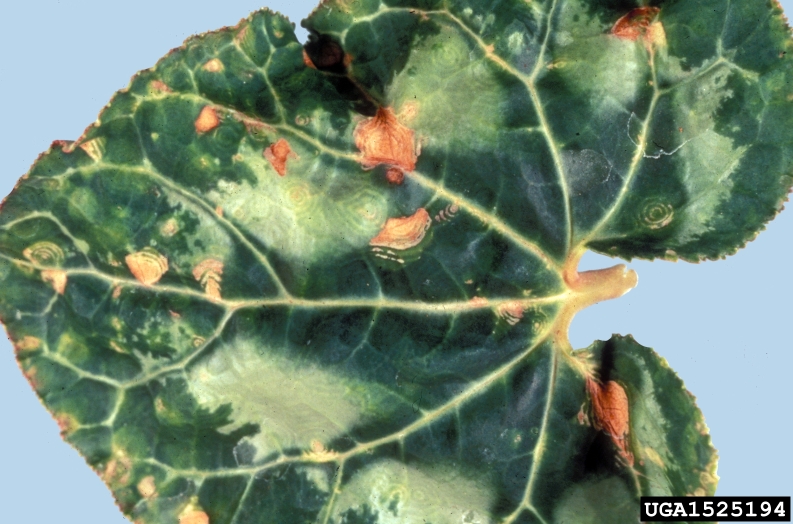 Tomato spotted wilt virus (TSWV) (Orthotospovirus tomatomaculae)
