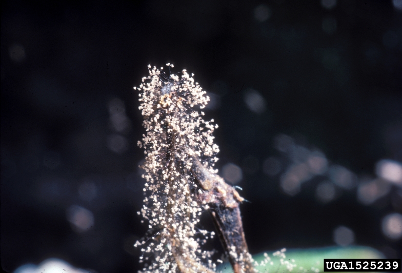 gray mold (Botrytis cinerea Pers.:Fr)