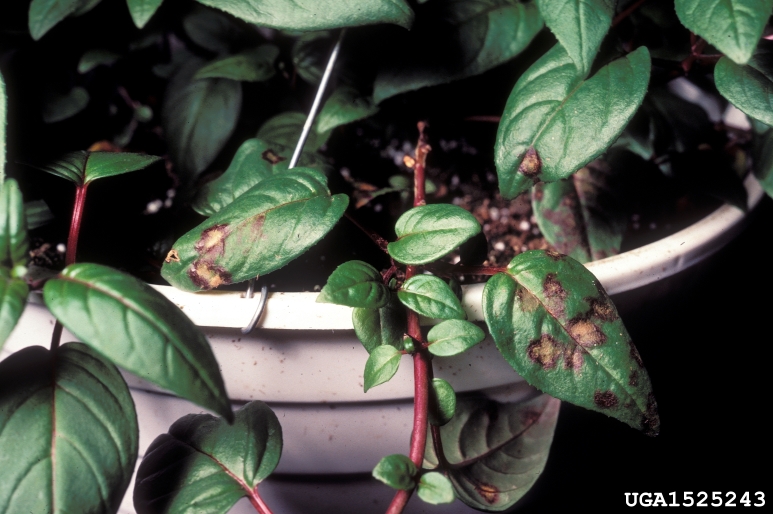 fir-fireweed rust (Pucciniastrum epilobii G.H. Otth)