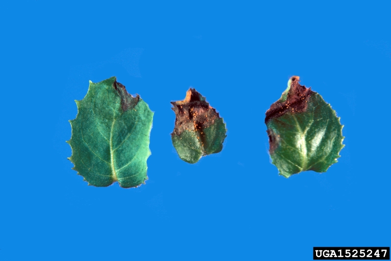 fir-fireweed rust (Pucciniastrum epilobii)