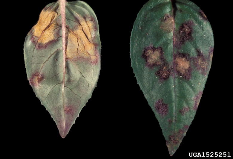fir-fireweed rust (Pucciniastrum epilobii G.H. Otth)