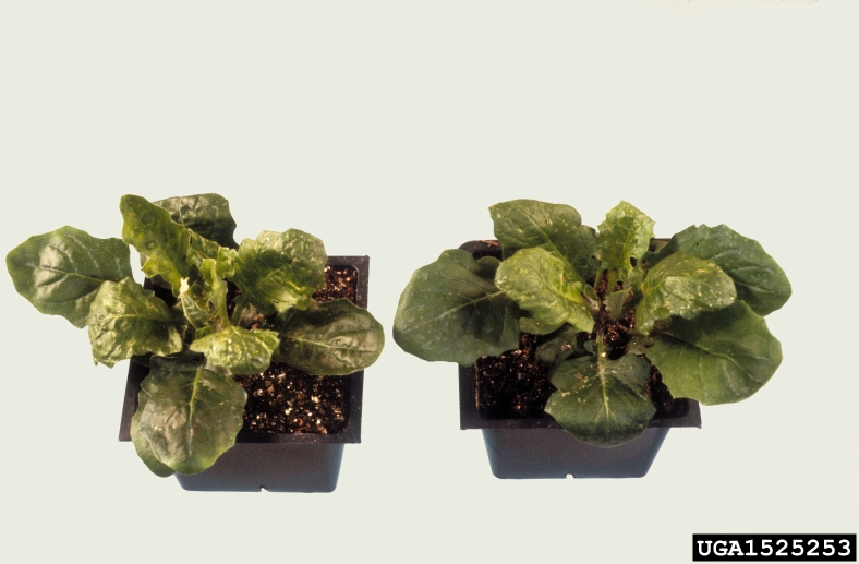 impatiens necrotic spot virus (INSV) (Orthotospovirus ...