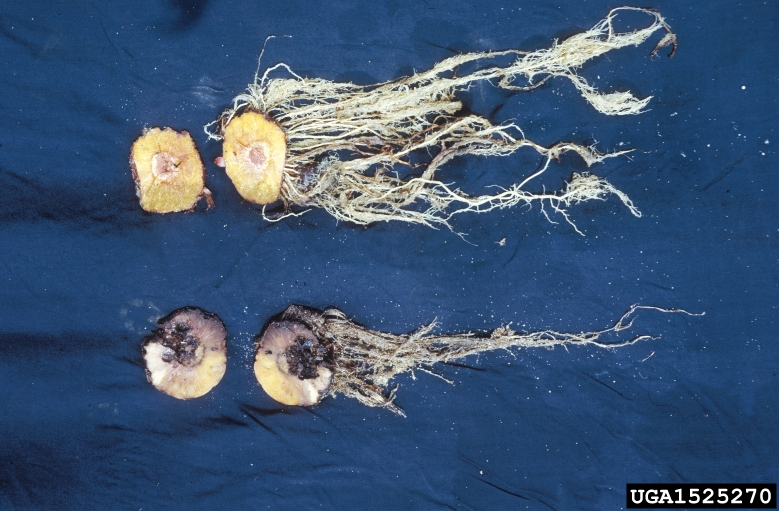 Fusarium wilt (Fusarium oxysporum f.sp. gladioli)