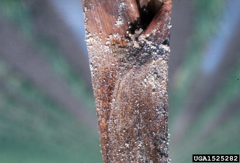 white rot fungus (Stromatinia gladioli)