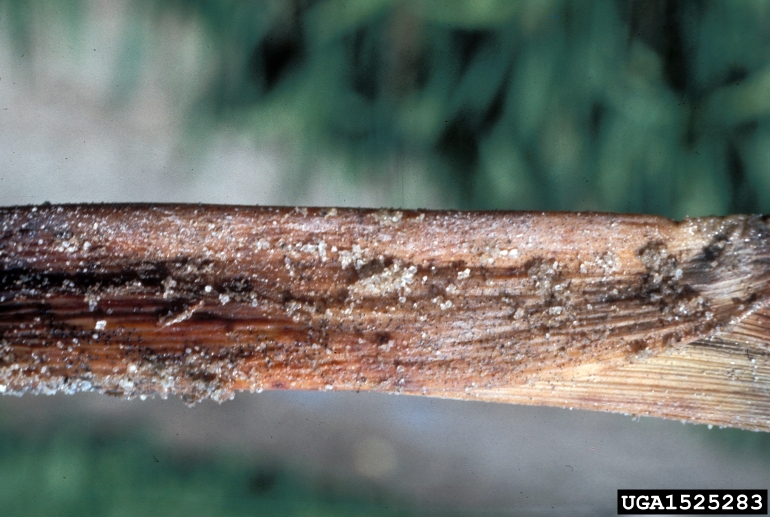 white rot fungus (Stromatinia gladioli (Drayton) Whetzel)