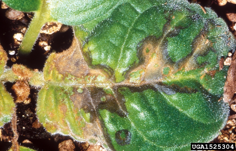 impatiens necrotic spot virus (INSV) (Tospovirus Impatiens necrotic ...