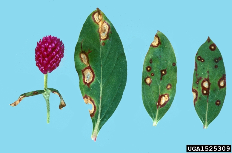 Alternaria black molds / stem cankers (Genus Alternaria Nees)